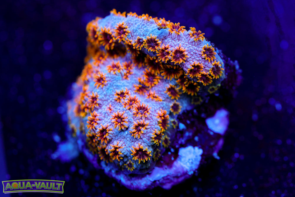 Skittles Bomb Cyphastrea 1 – Aqua-Vault