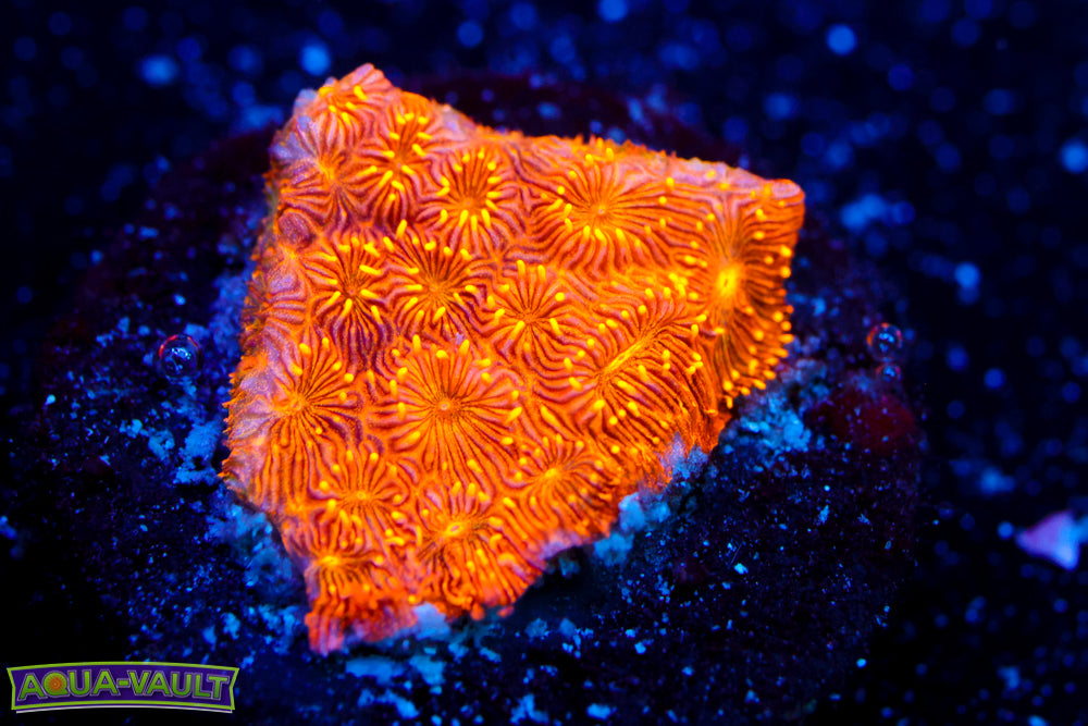 Orange Pavona 2 – Aqua-Vault