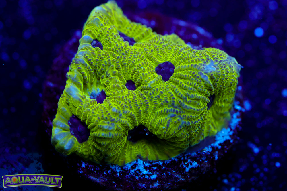 Purple Passion Favia 2 – Aqua-Vault