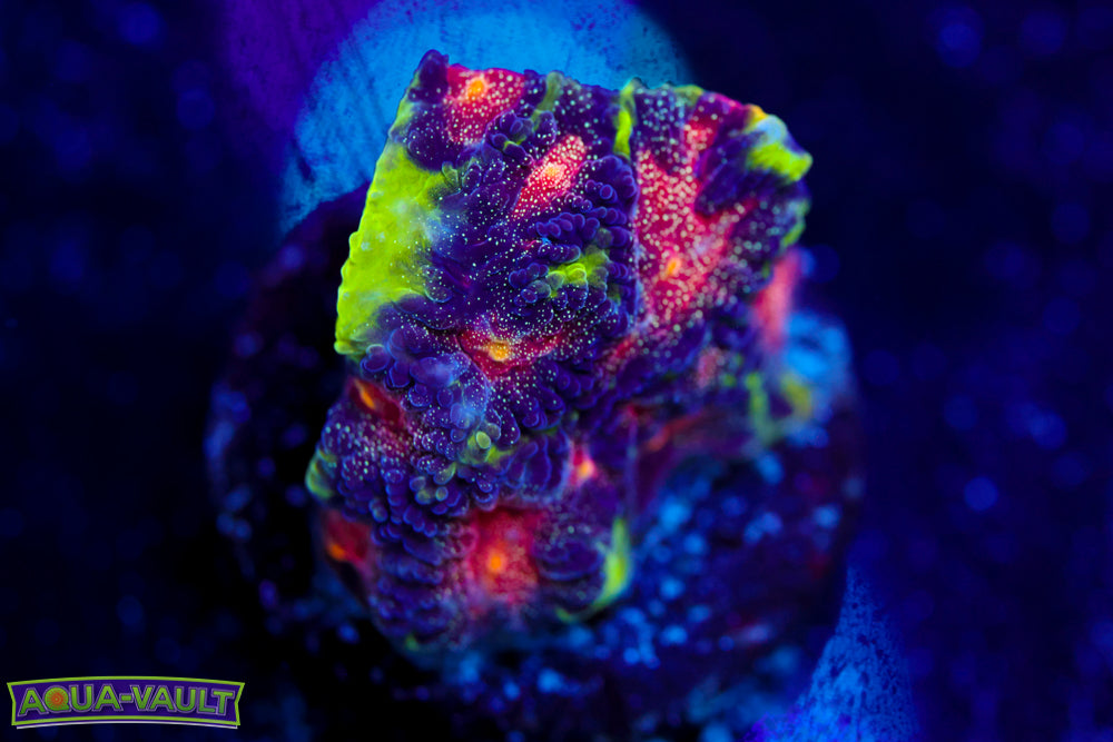 CV Rainbow Venom Favia 2 – Aqua-Vault