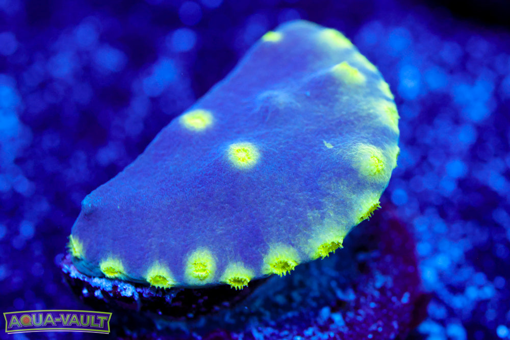 Neon Scroll Coral 2 – Aqua-Vault