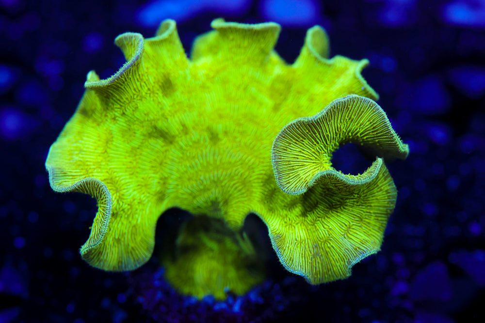 ORA Mint Chip Pavona – Aqua-Vault