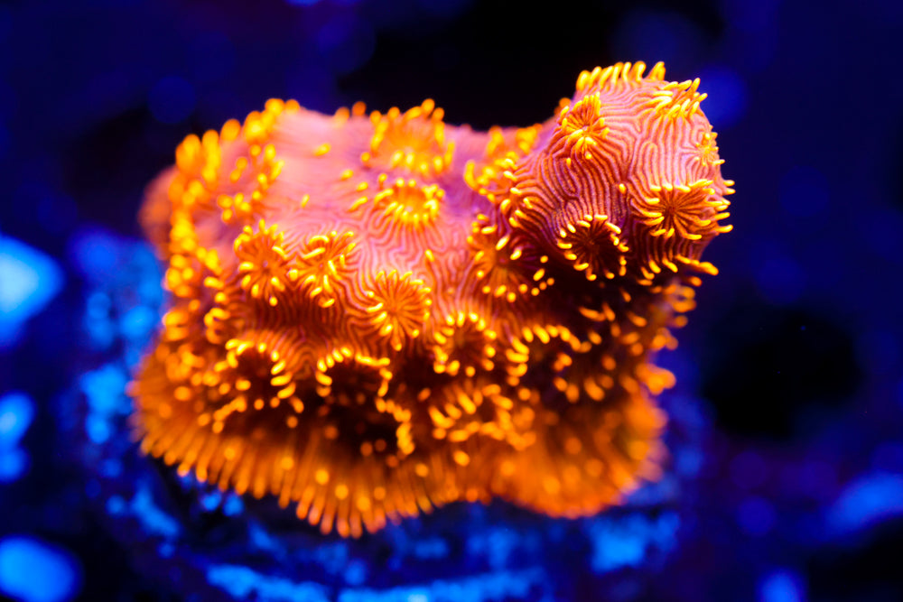 Orange Pavona – Aqua-Vault