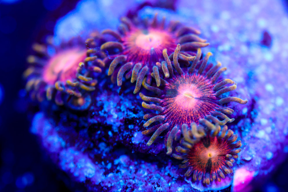 Laser Lemon Zoa – Aqua-Vault