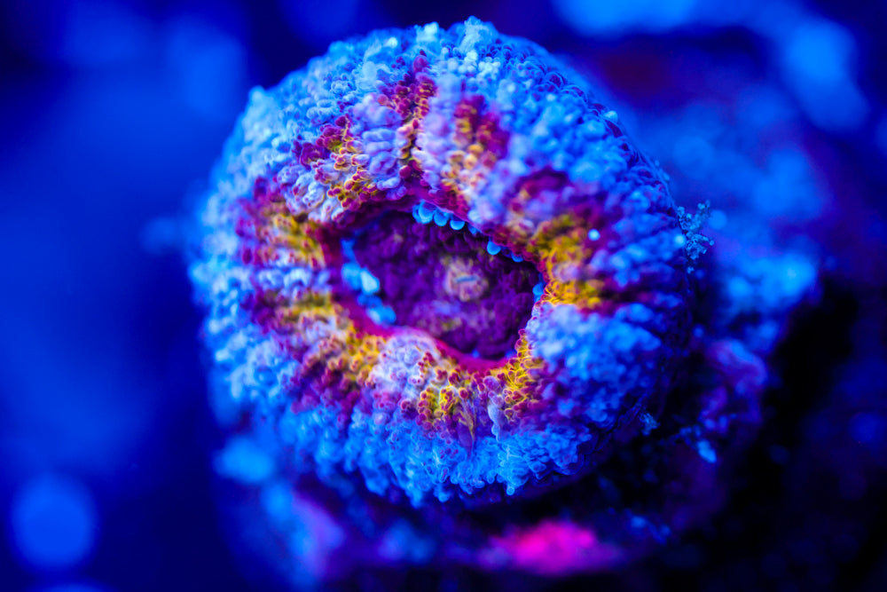 Purple Rainbow Acan + Babies – Aqua-Vault