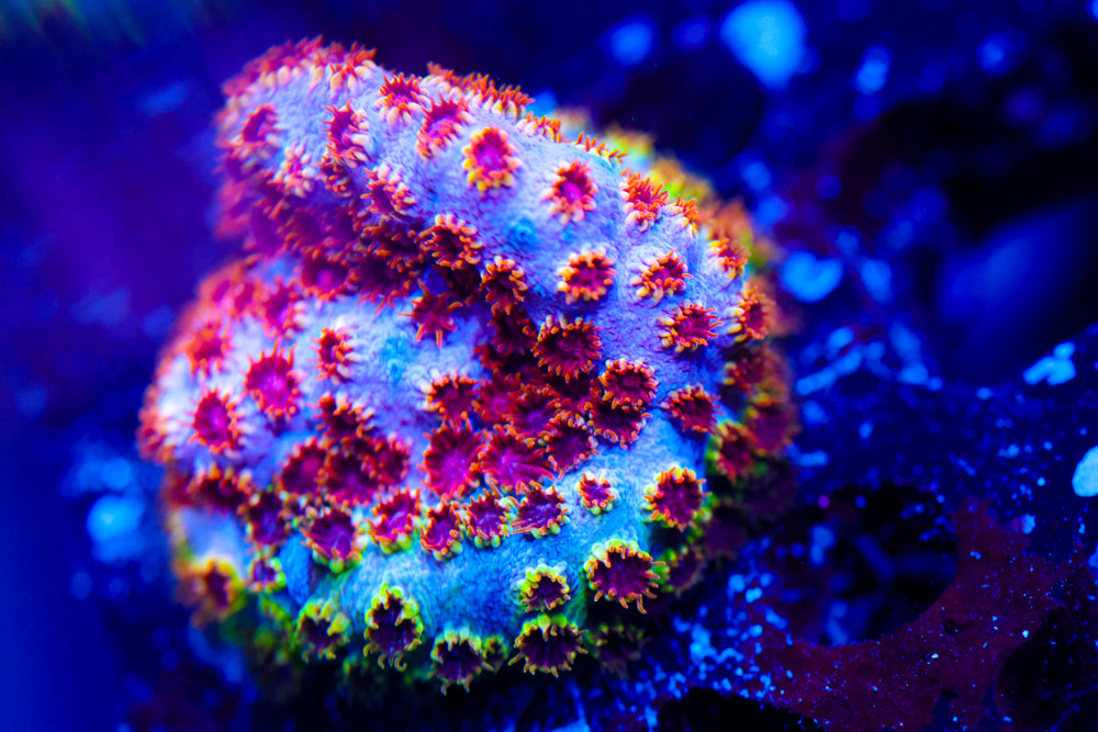 Skittles Bomb Cyphastrea 1 – Aqua-Vault