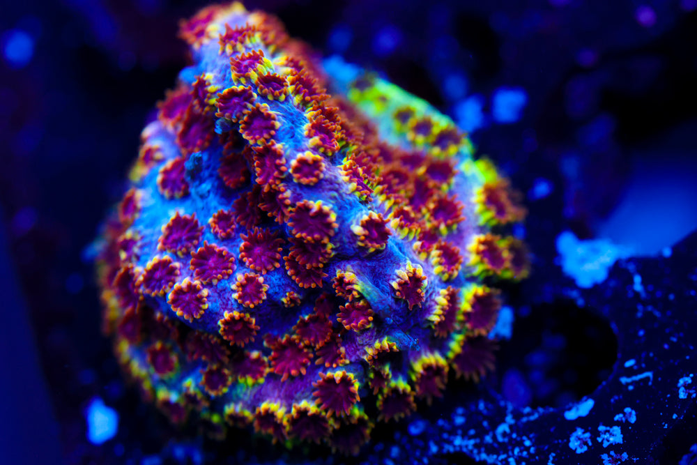 Skittles Bomb Cyphastrea 2 – Aqua-Vault