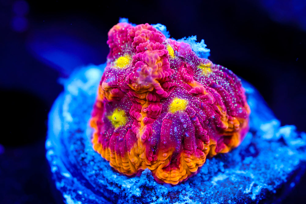 Cyberspace Favia – Aqua-Vault