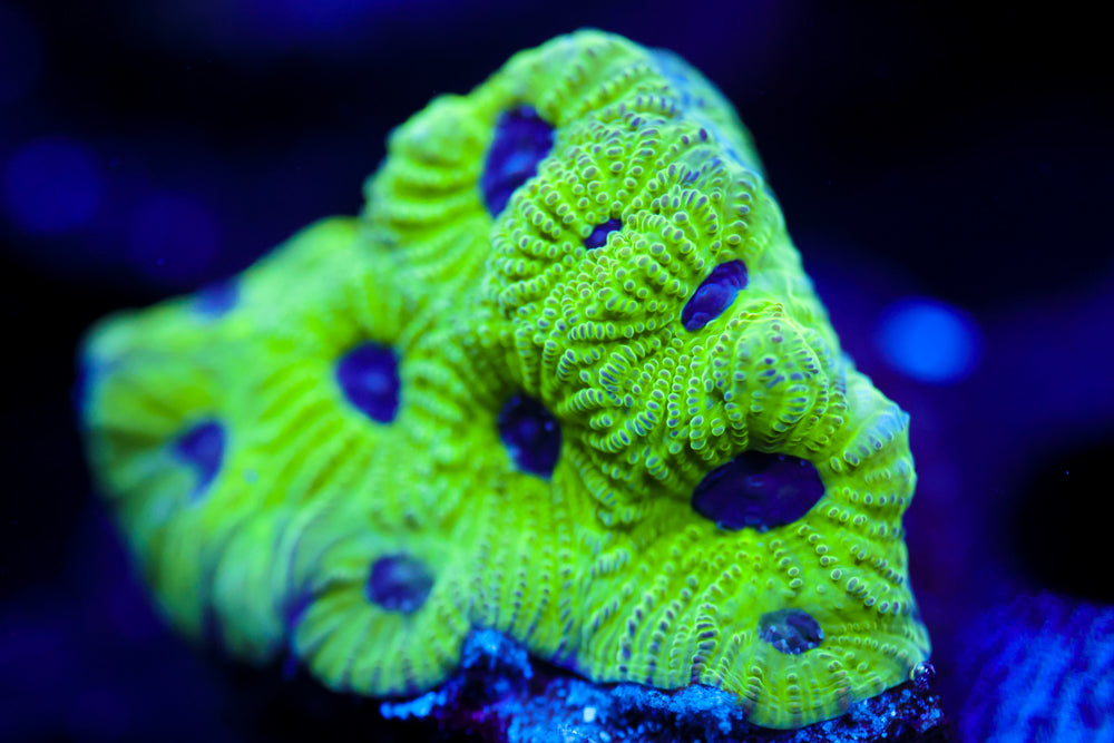 Purple Passion Favia – Aqua-Vault