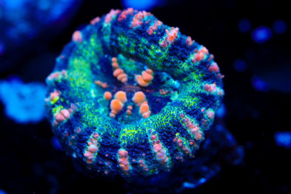 Rainbow Button Scoly – Aqua-Vault