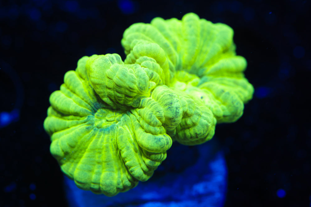 Kryptonite Candy Cane Coral – Aqua-Vault