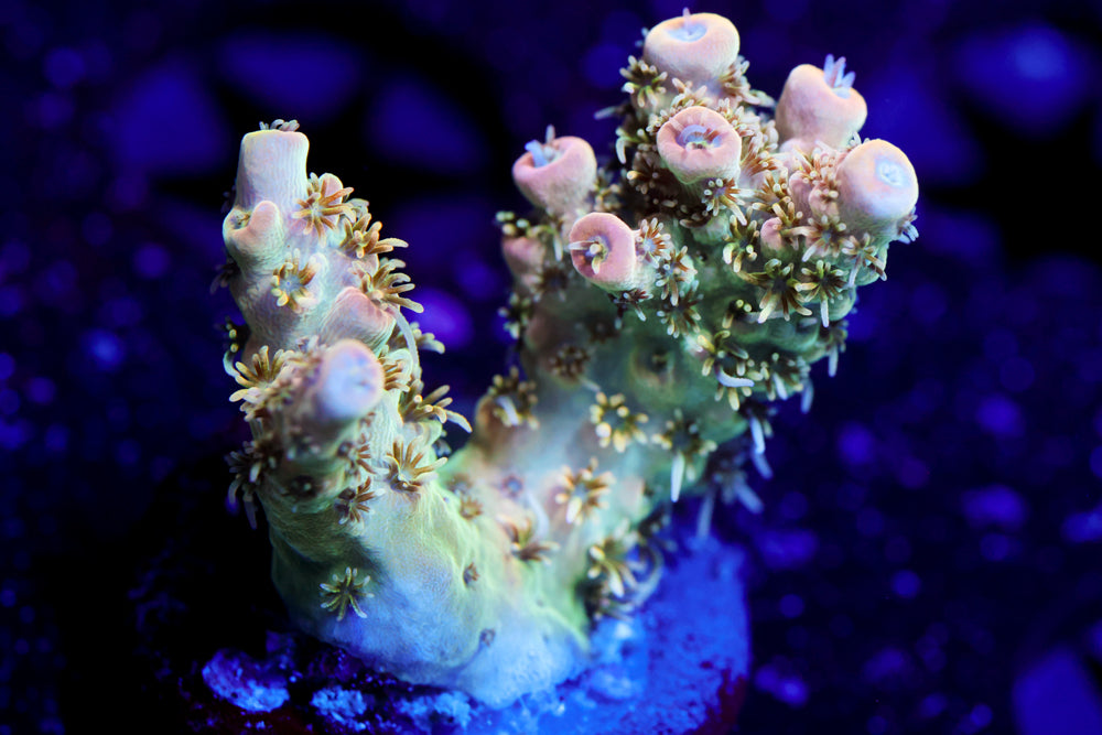 TSA Dan Aykroyd Acro – Aqua-Vault