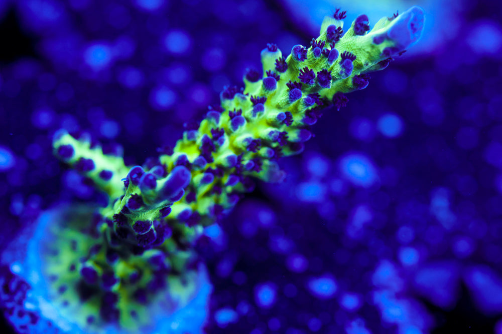 TSA Grape Ape Acro 2 – Aqua-Vault