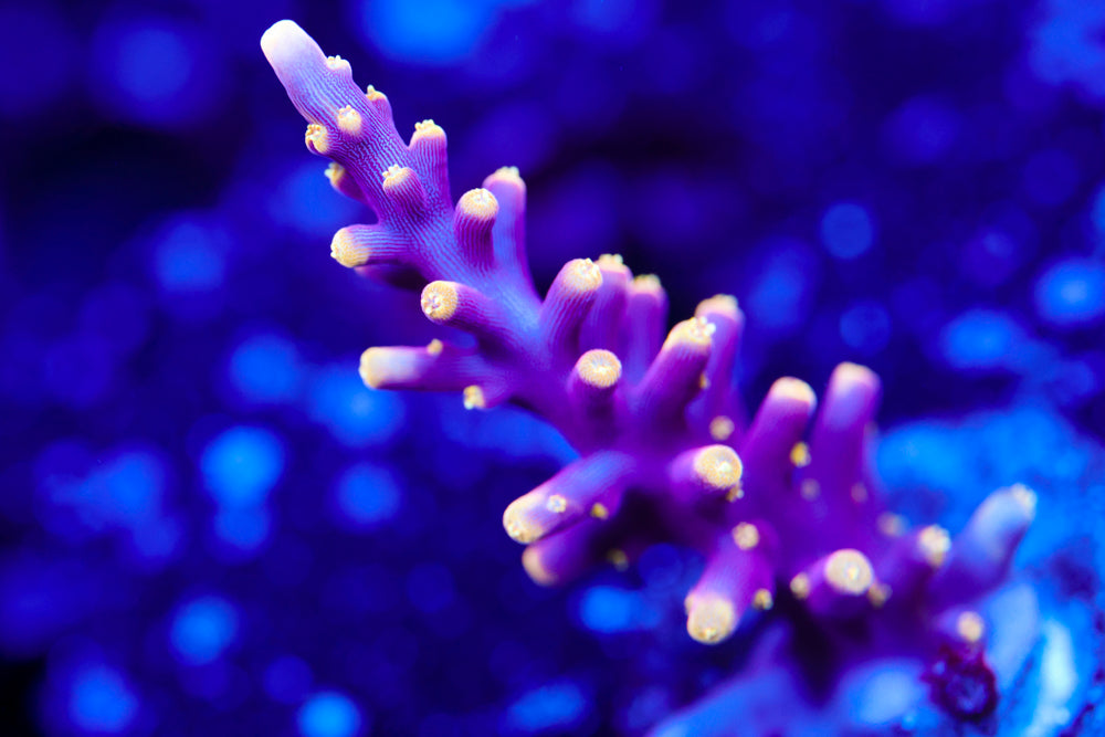 WWC Little Red Ferrari Acro 1 – Aqua-Vault