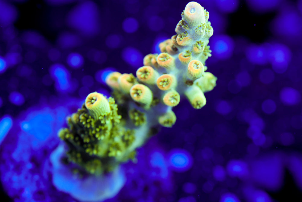 TSA Bill Murray Acro 1 – Aqua-Vault