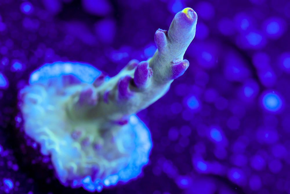 WWC Purple Candle Acro 1 – Aqua-Vault