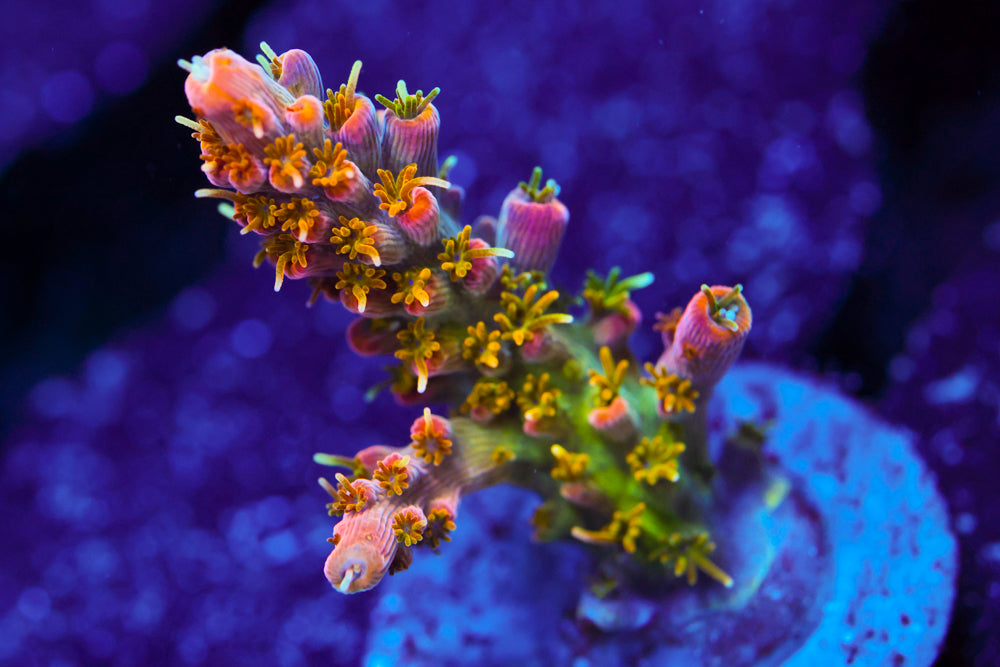 CC Voodoo Majick Acro – Aqua-Vault