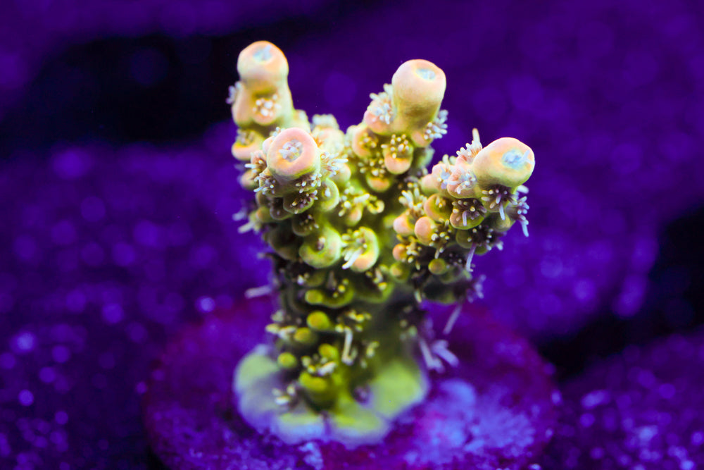 TSA Dan Aykroyd Acro – Aqua-Vault