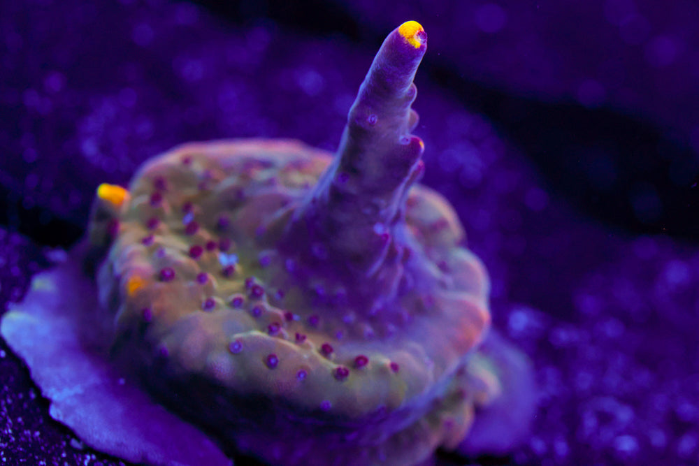 JF Fox Flame Acro – Aqua-Vault