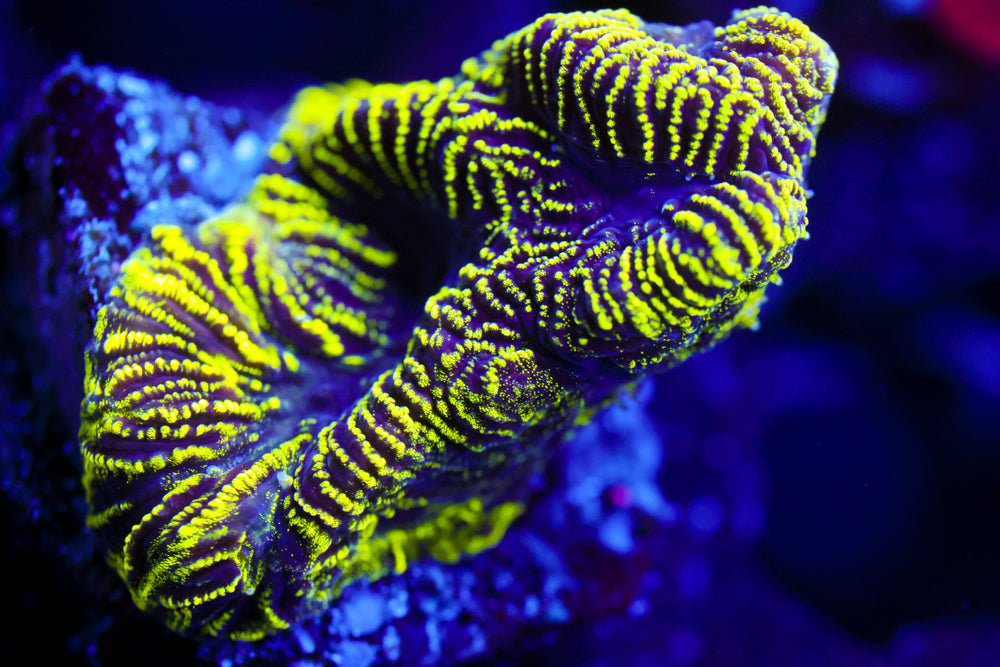 24K Convict Favia – Aqua-Vault