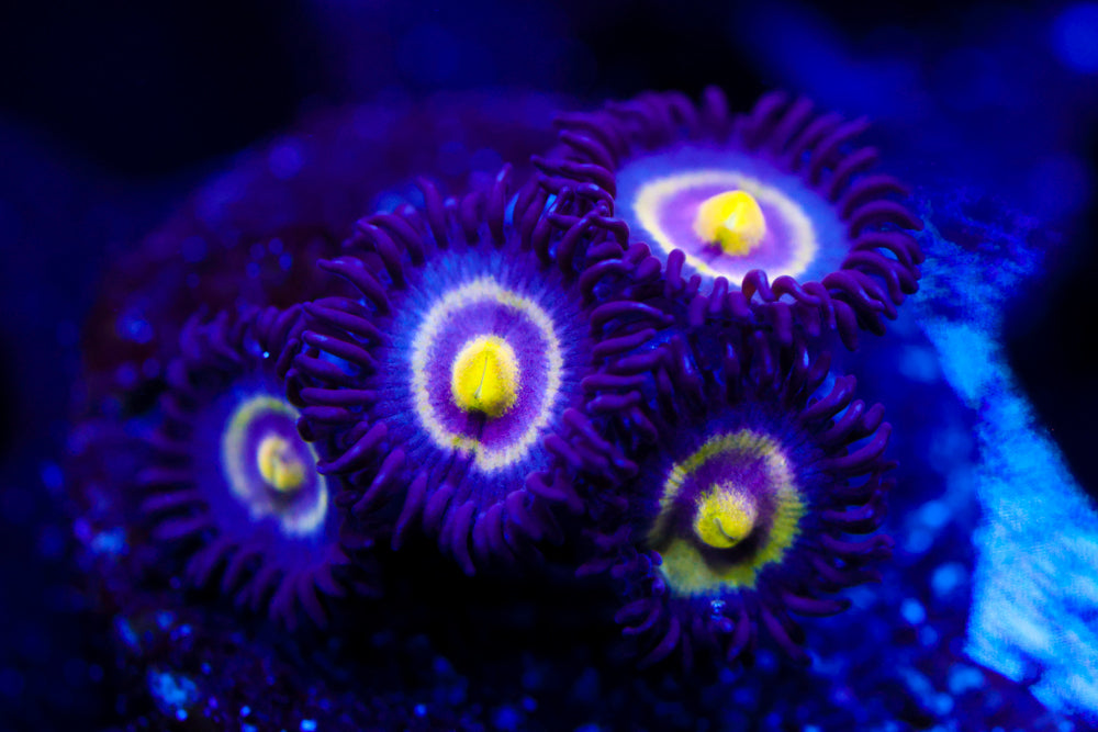 UC Shape Shifters Zoa (Ultra High-end) – Aqua-Vault