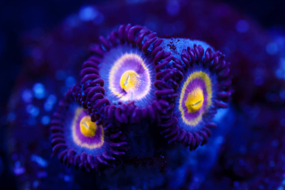 UC Shape Shifters Zoa (Ultra High-end) – Aqua-Vault