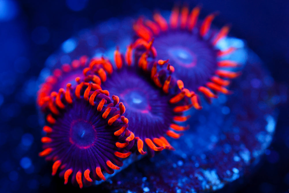 Red Hornet Zoa – Aqua-Vault