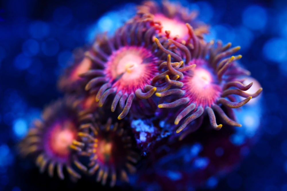 Laser Lemon Zoa – Aqua-Vault