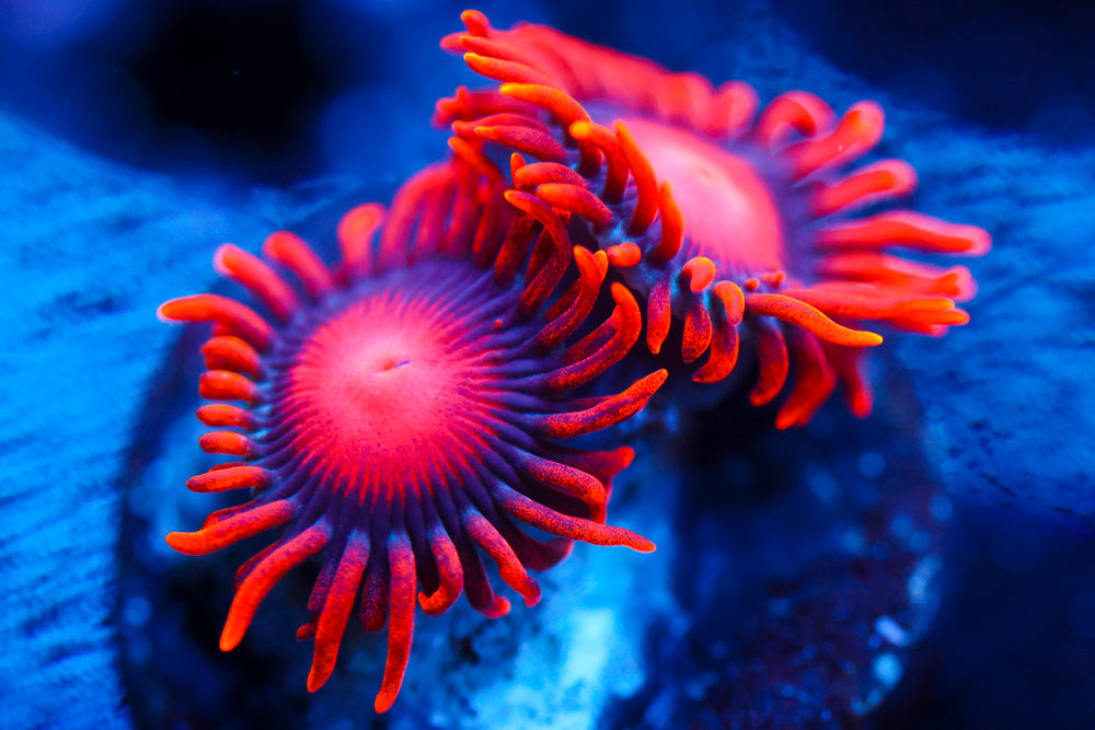 JF Atomic Sunset Zoa – Aqua-Vault