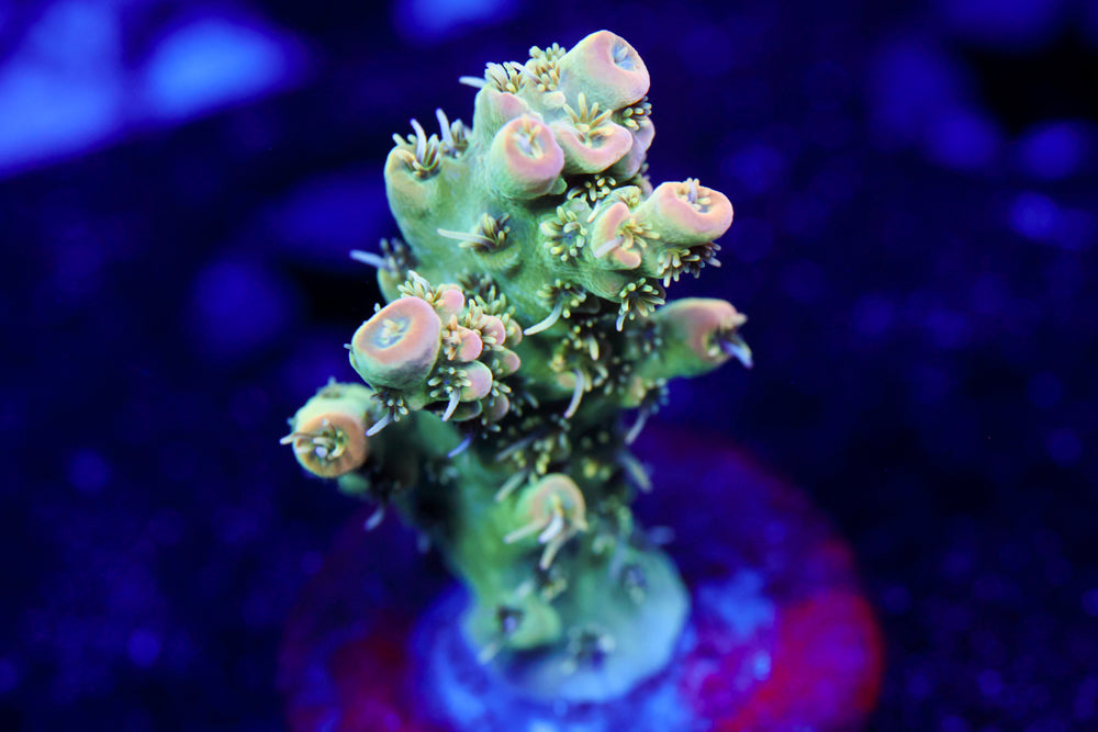 TSA Dan Aykroyd Acro – Aqua-Vault