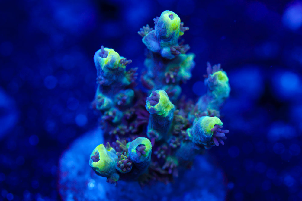 GB Sugar Coated Acro – Aqua-Vault