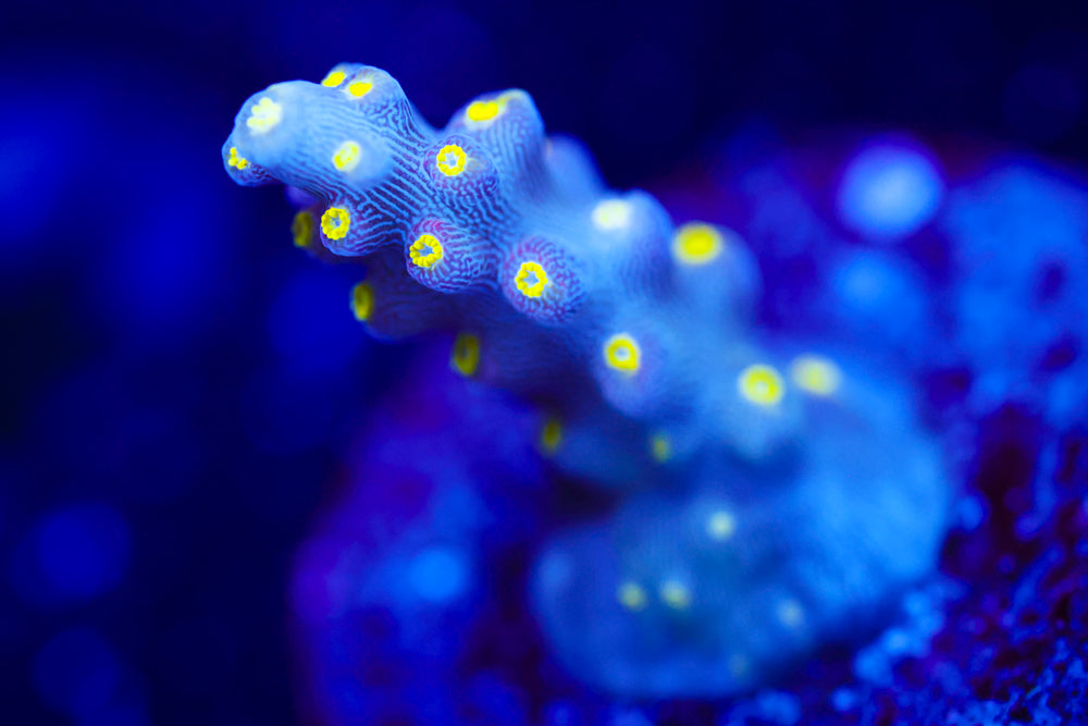 ARC Proximo Acro – Aqua-Vault