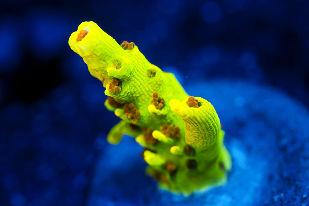 RR Pink Floyd Acro – Aqua-Vault