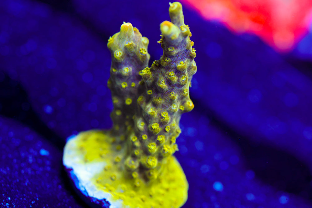 RR Rainbow Loom Acro 1 – Aqua-Vault