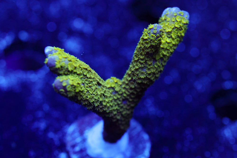 Green Digitata 2 – Aqua-Vault