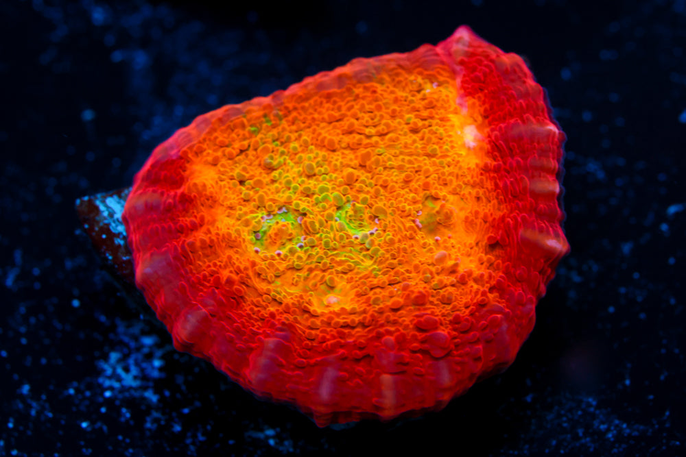 ARC Ludicrous Chalice 1 – Aqua-Vault