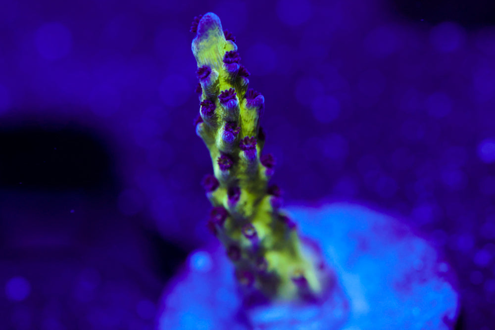 TSA Grape Ape Acro 2 – Aqua-Vault