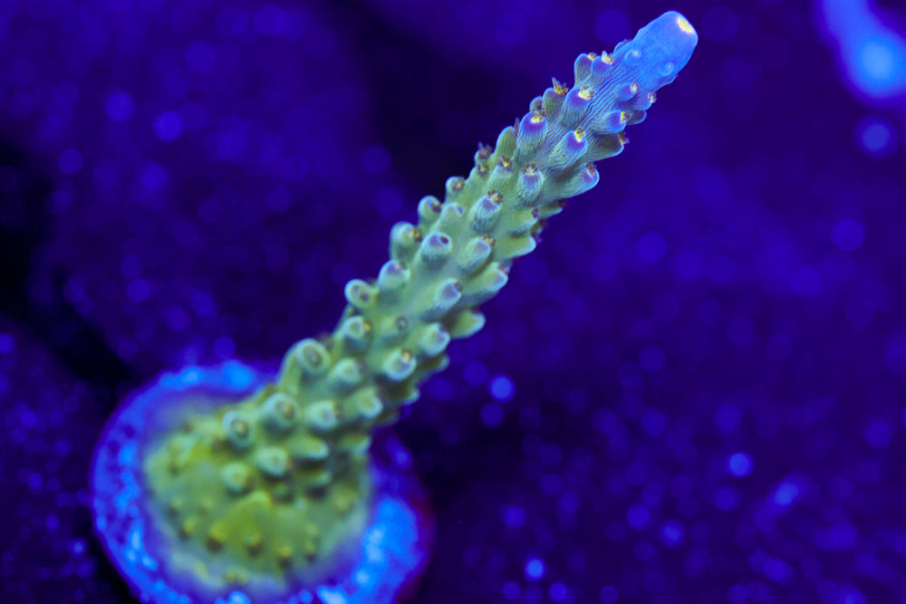 Tri Color Valida Acro 1 – Aqua-Vault