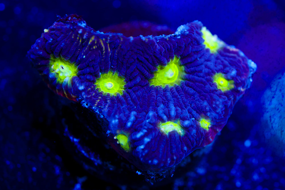 Mighty Max Blue Favia 1 – Aqua-Vault