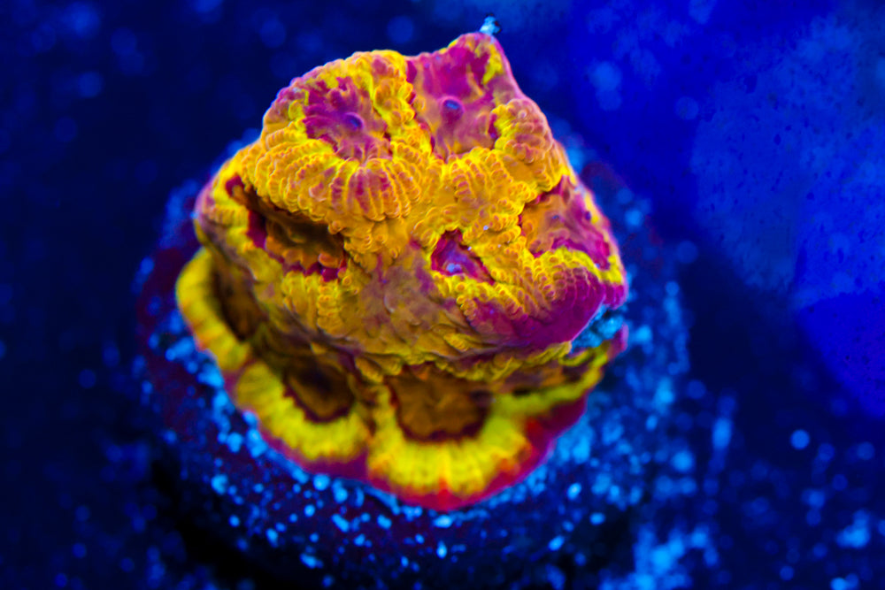 UFC Favia 1 – Aqua-Vault