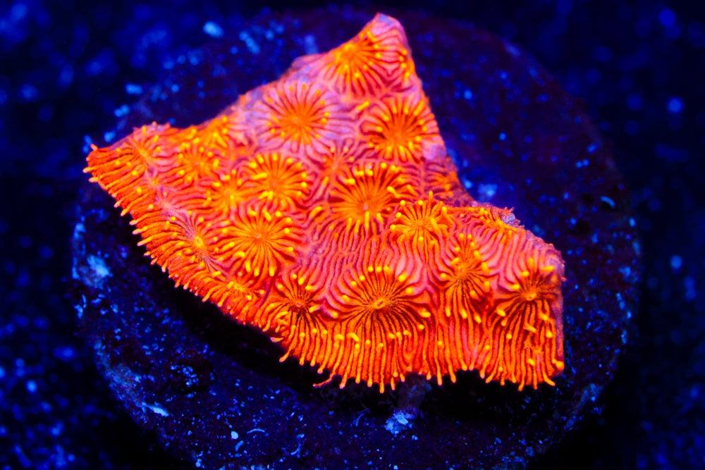 Orange Pavona 3 – Aqua-Vault