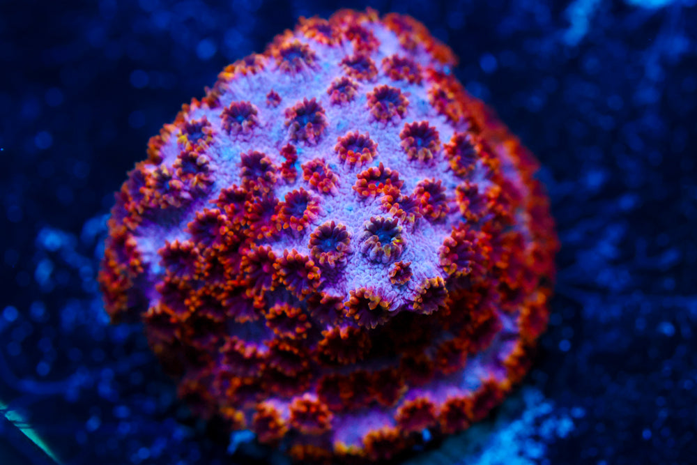 Skittles Bomb Cyphastrea 2 – Aqua-Vault