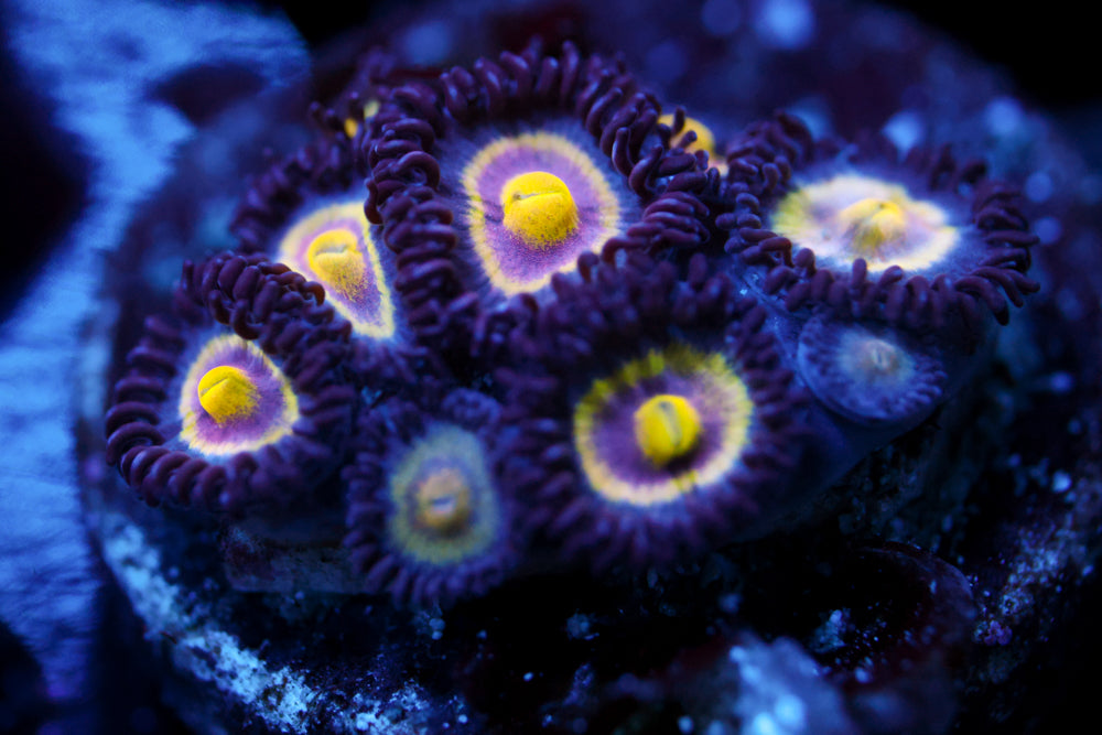 UC Shape Shifter Zoa – Aqua-Vault