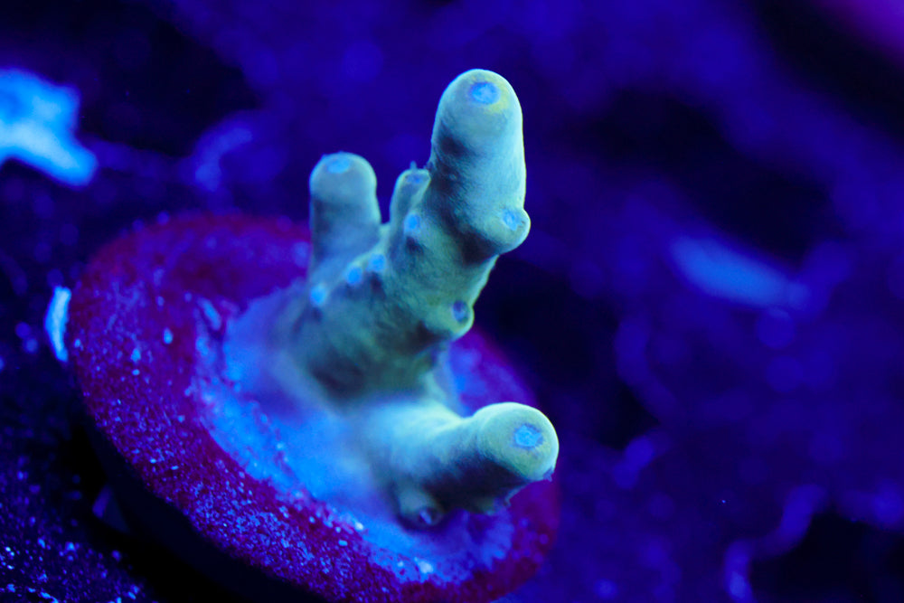 WWC Blue Thunder Acro 2 – Aqua-Vault