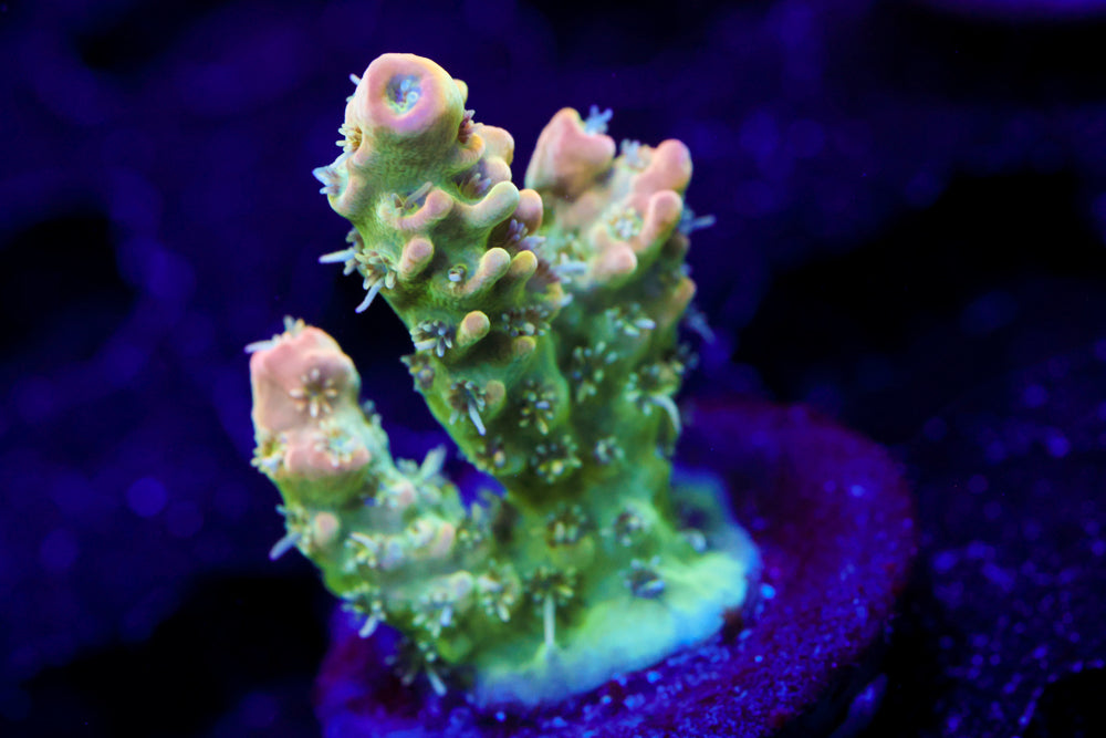 TSA Dan Aykroyd Acro 2 – Aqua-Vault