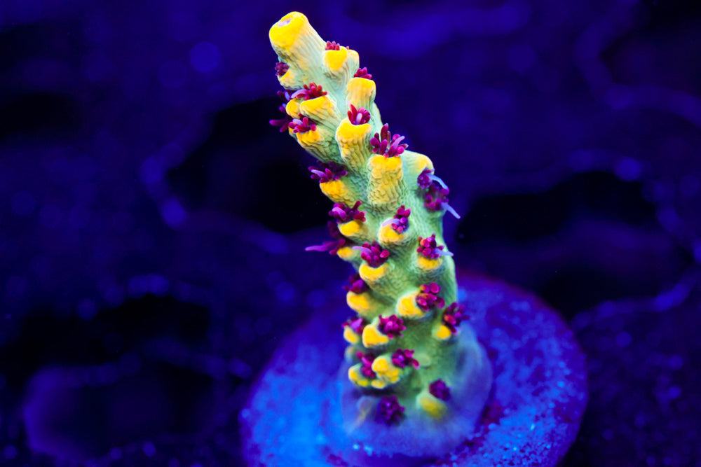 RR Pink Floyd Acro 1 – Aqua-Vault