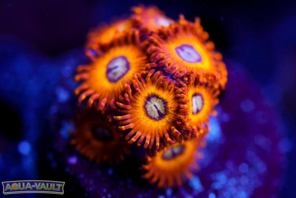 Pikachu Zoa Mother Colony – Aqua-Vault
