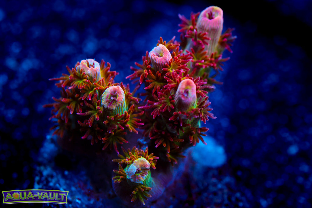 TSA Princess Peach Acro – Aqua-Vault