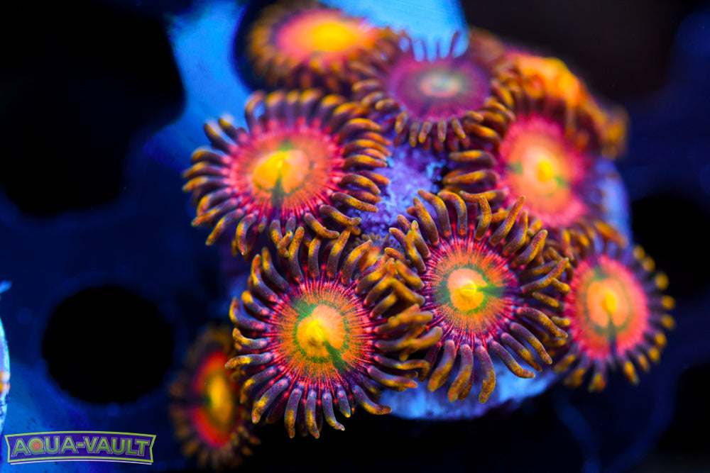 Laser Lemon Zoa – Aqua-Vault