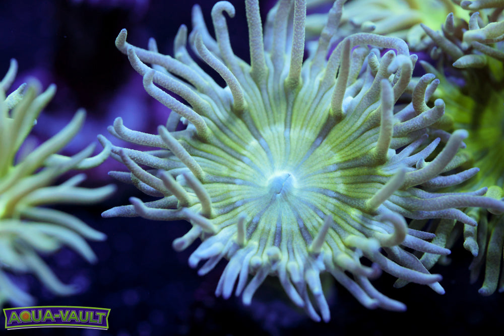 Branching Convict Duncan – Aqua-Vault